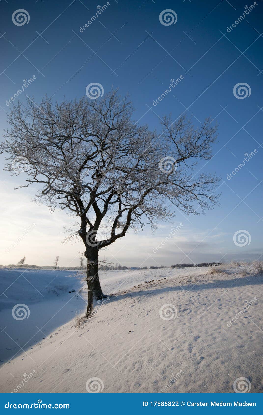 Cold Tree stock photo. Image of outdoor, frost, vertical - 17585822