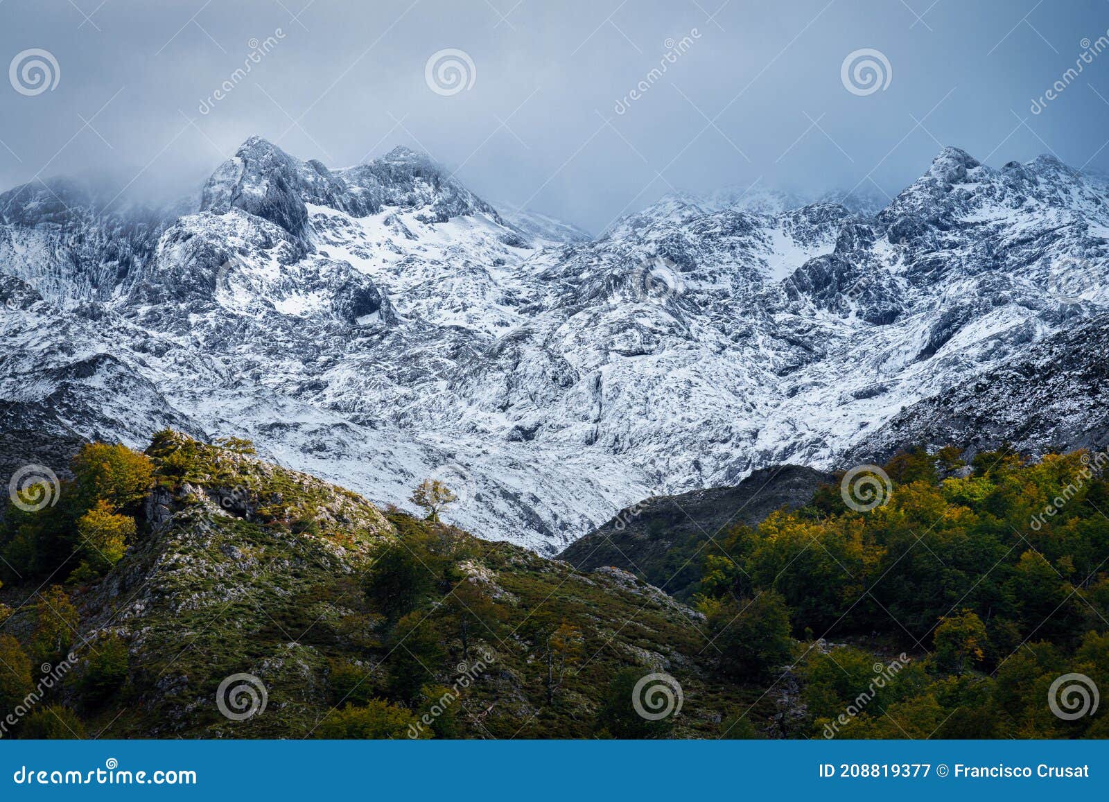 COLD TREE in Picos De Europa Stock Image - Image of daylight, snow ...