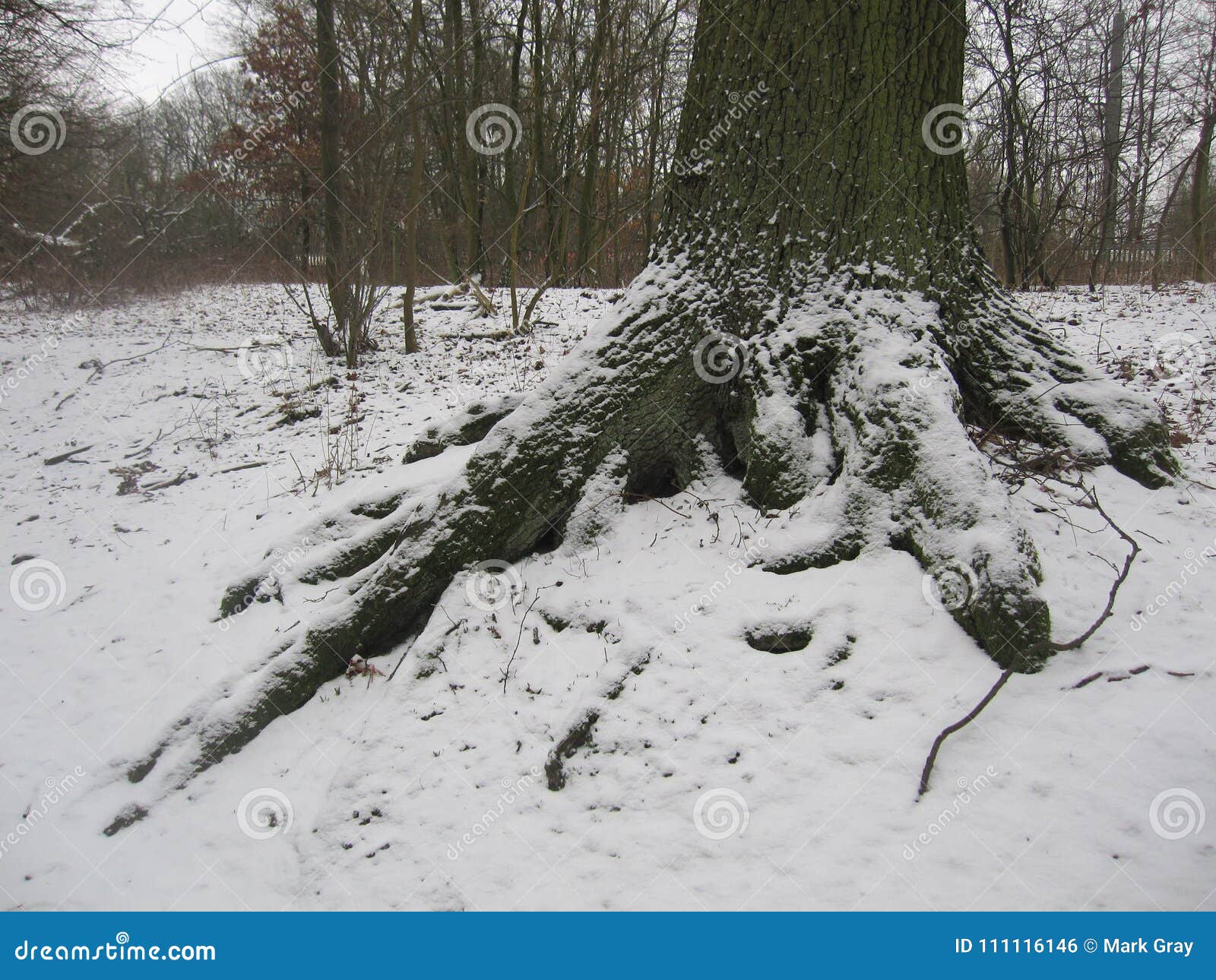 Cold Tree Roots stock photo. Image of woodland, tree - 111116146