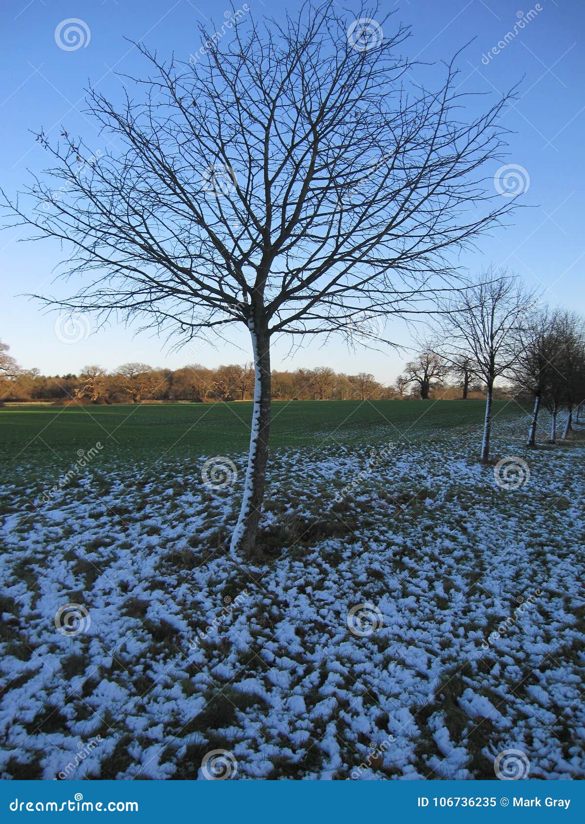 Cold Tree stock image. Image of winter, snow, tree, cold - 106736235