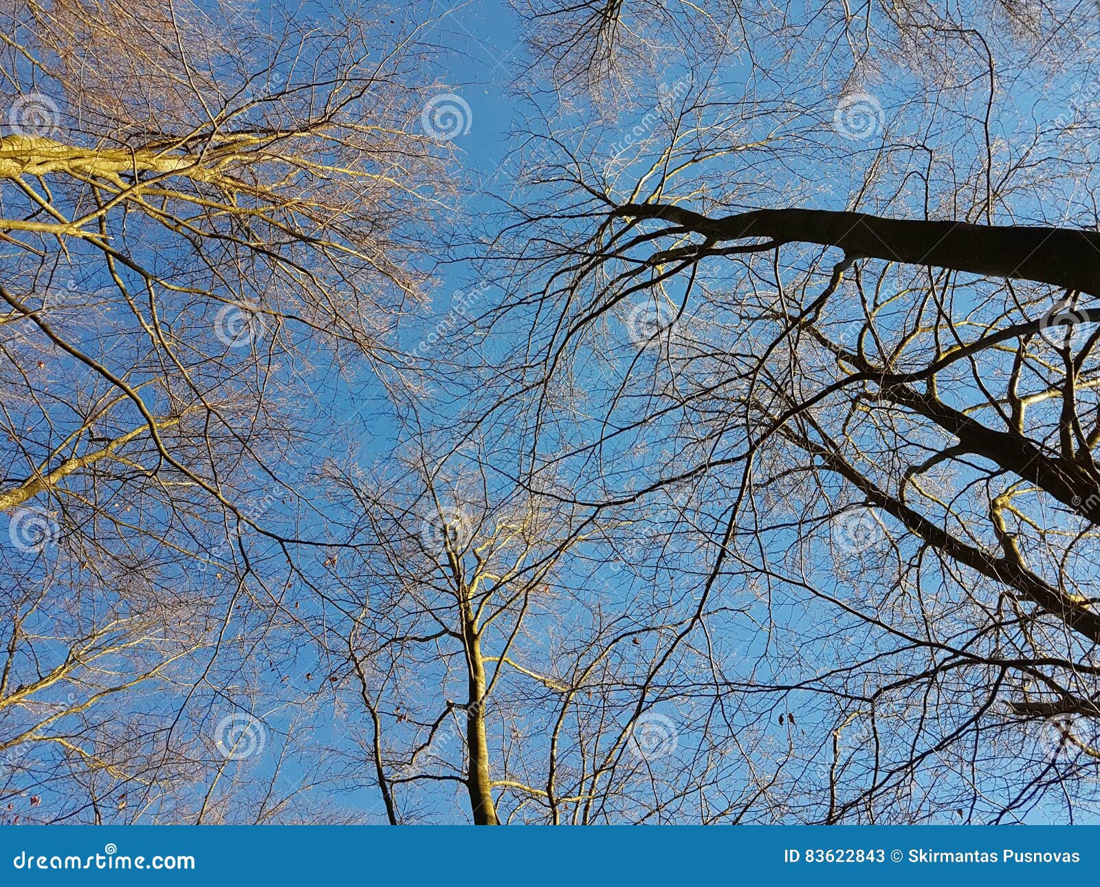 Cold tree tops stock image. Image of cold, forest, tree - 83622843