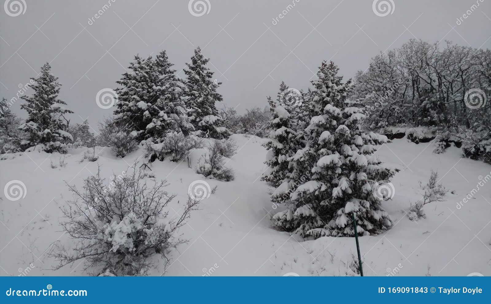 Cold treetops brrr stock image. Image of snow, trees - 169091843