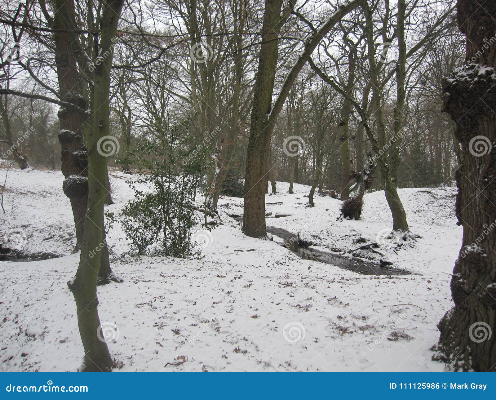 A Cold Walk stock photo. Image of walk, snow, cold, forest - 111125986