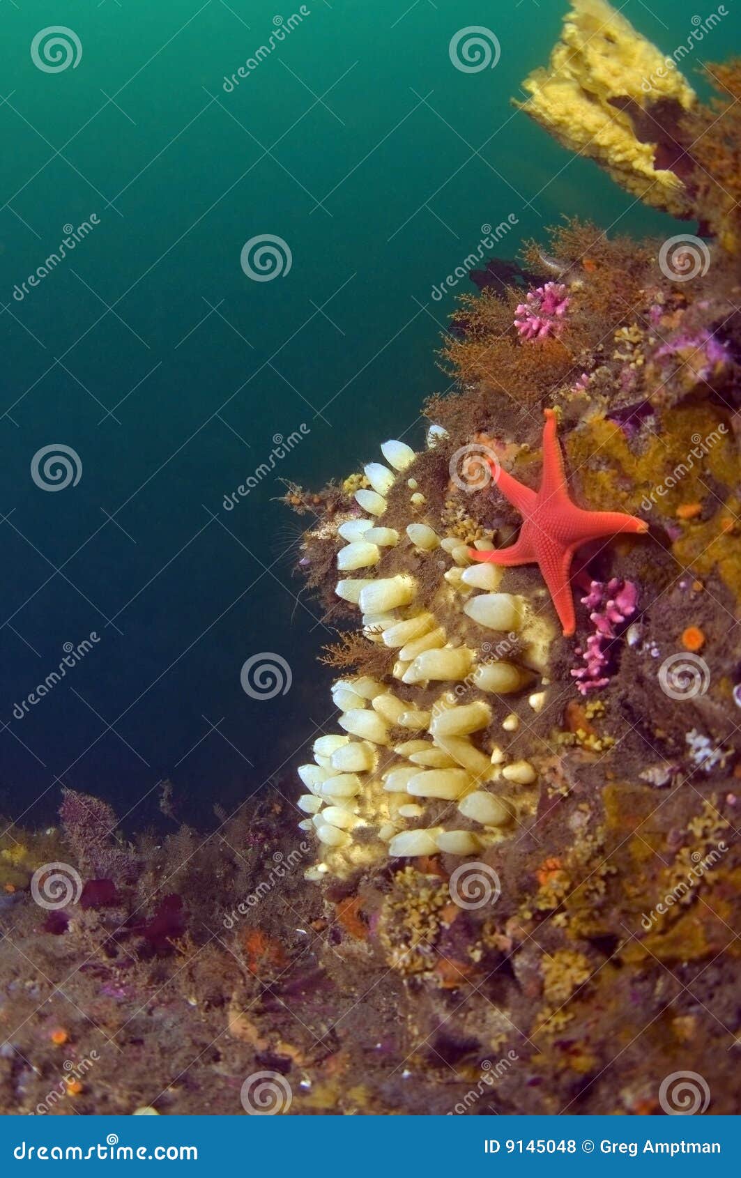 Cold Water Reef stock photo. Image of undersea, puget - 9145048