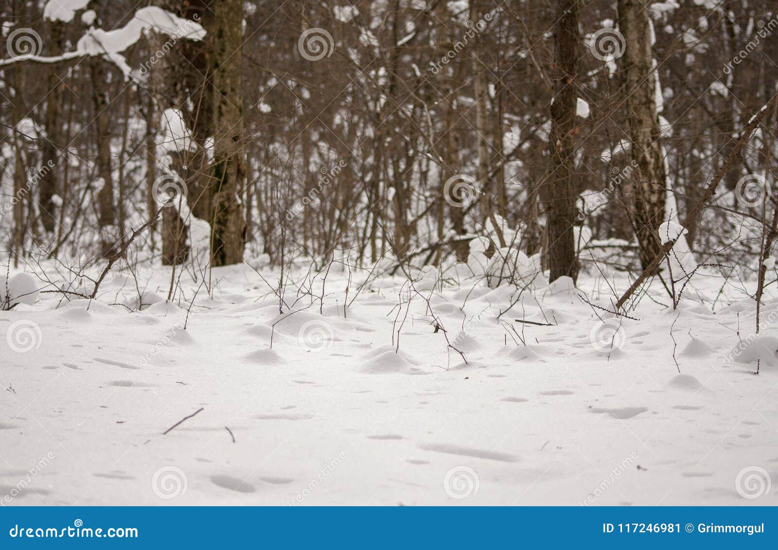 Cold Weather in Forest in Winter Stock Image - Image of cold, light ...