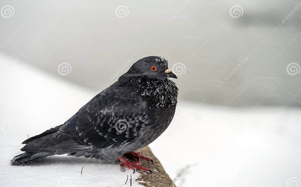 In Cold Weather a Pigeon Sit during a Snowfall. Stock Image - Image of ...