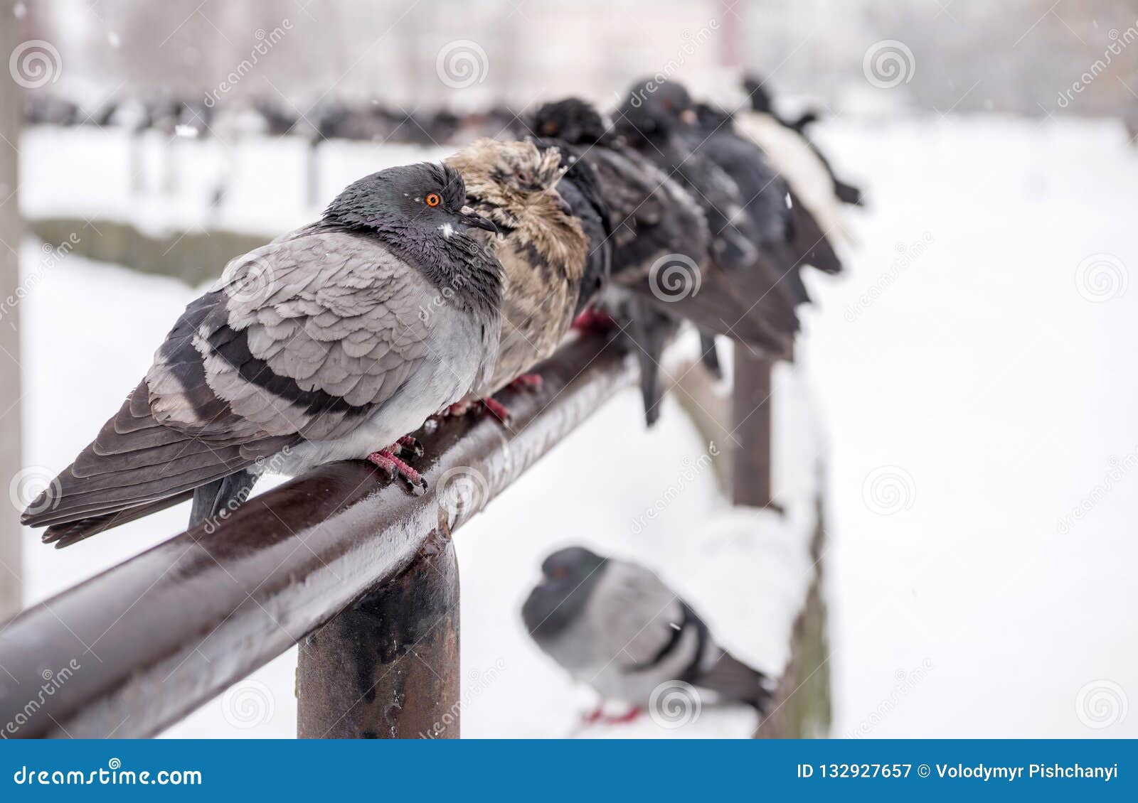 In Cold Weather, Pigeons Sit during a Snowfall. Selective Focus Stock ...