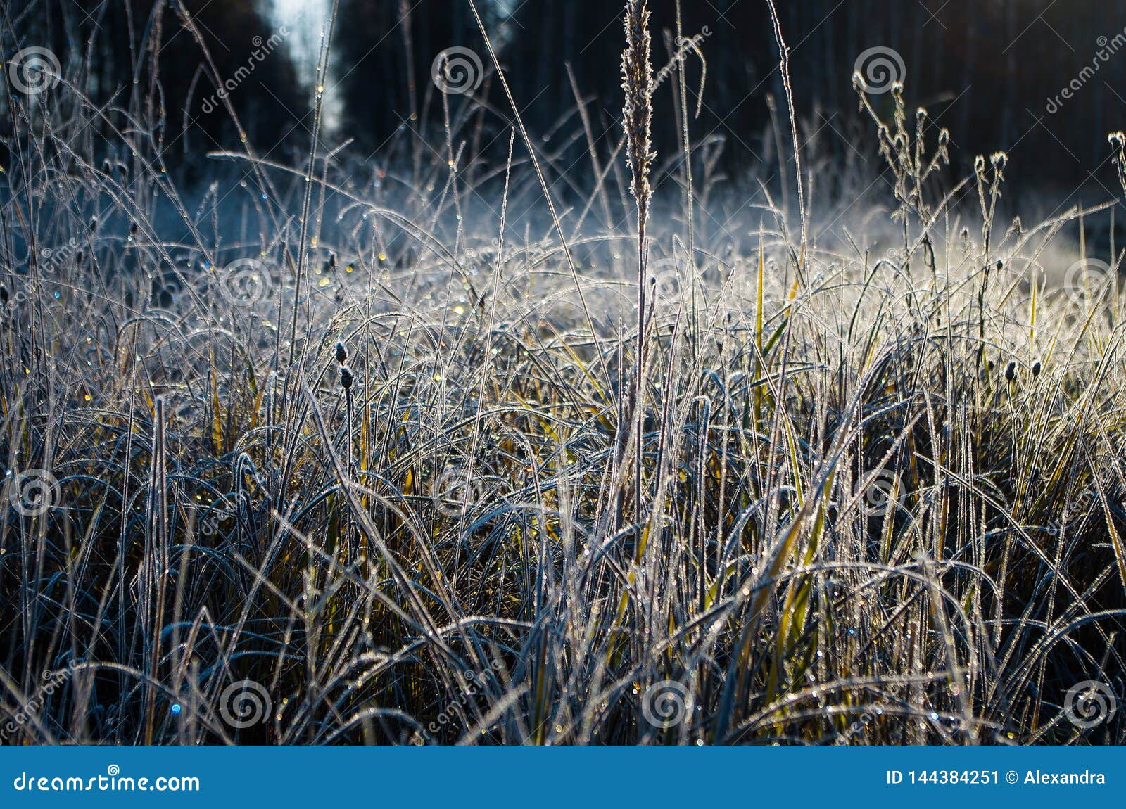 Cold wind stock image. Image of winter, wind, cold, forest - 144384251