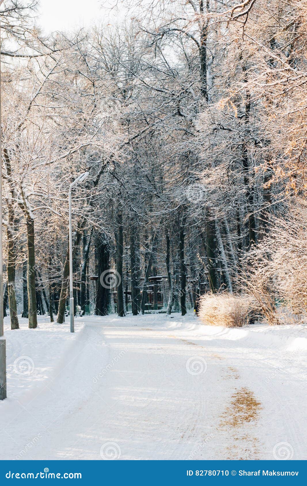 Cold Winter in Beautiful Snow Forest. Stock Photo - Image of season ...