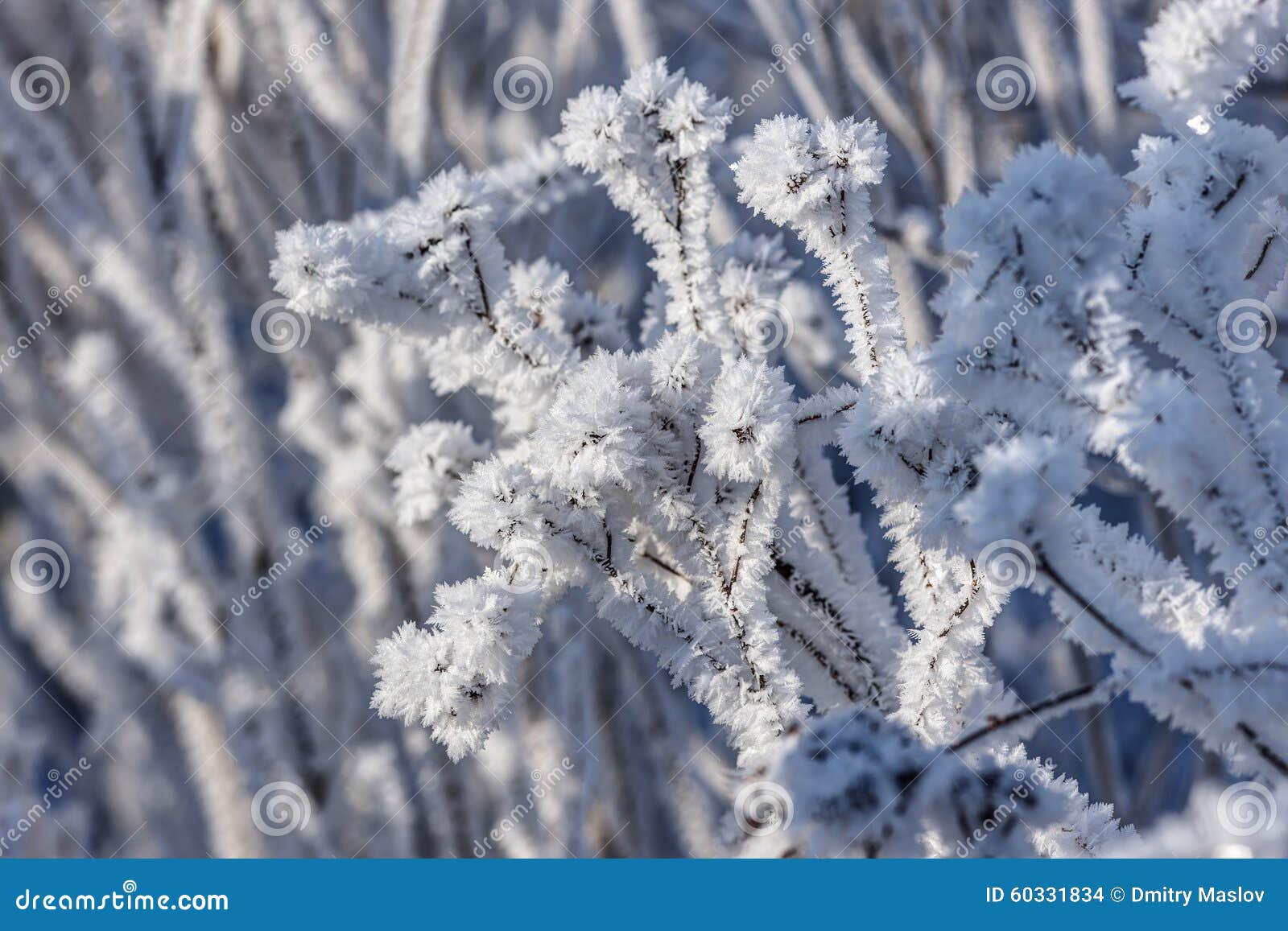 Cold winter closeup stock photo. Image of frozen, detail - 60331834