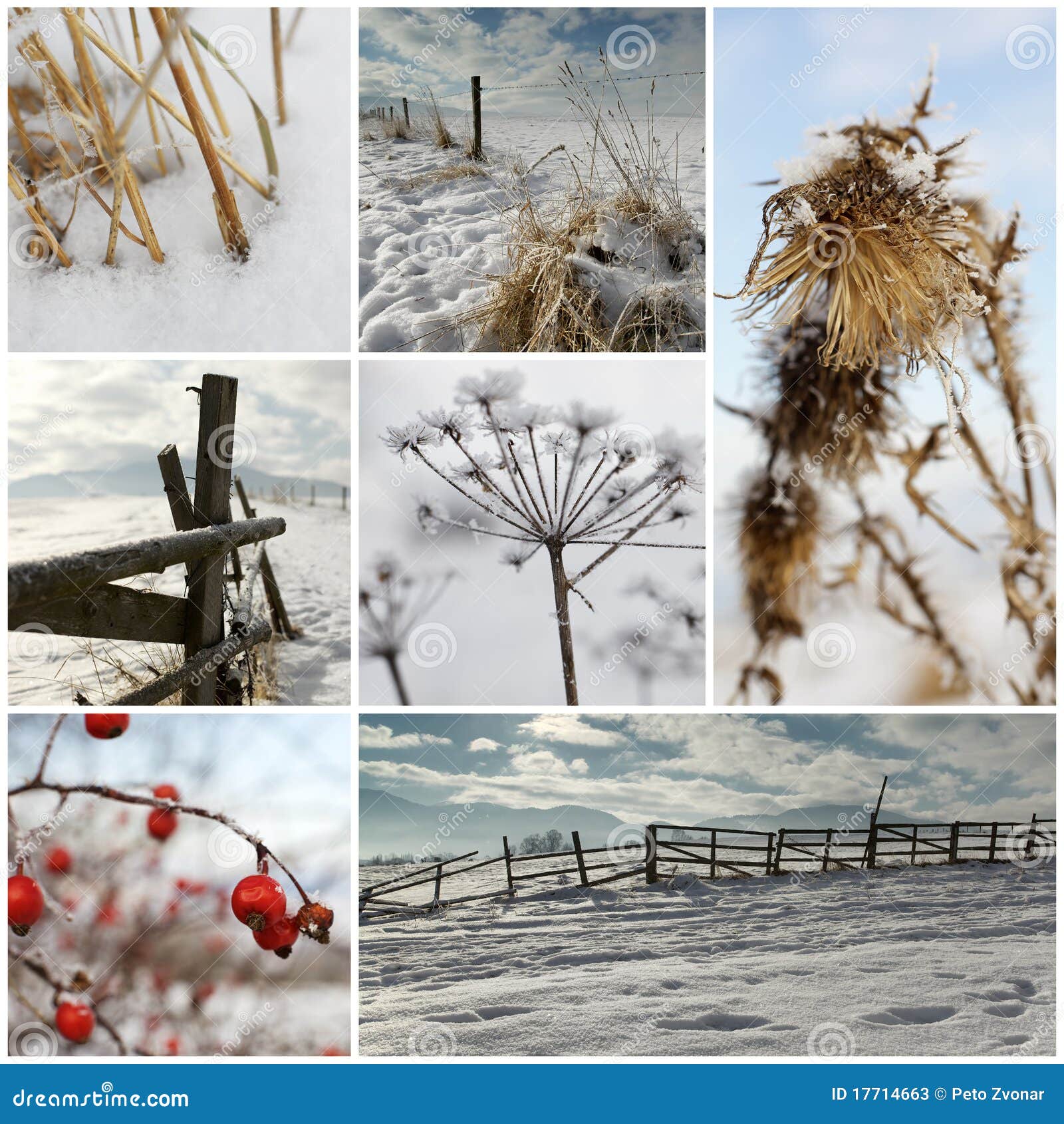 Cold winter collage stock image. Image of freeze, forest - 17714663