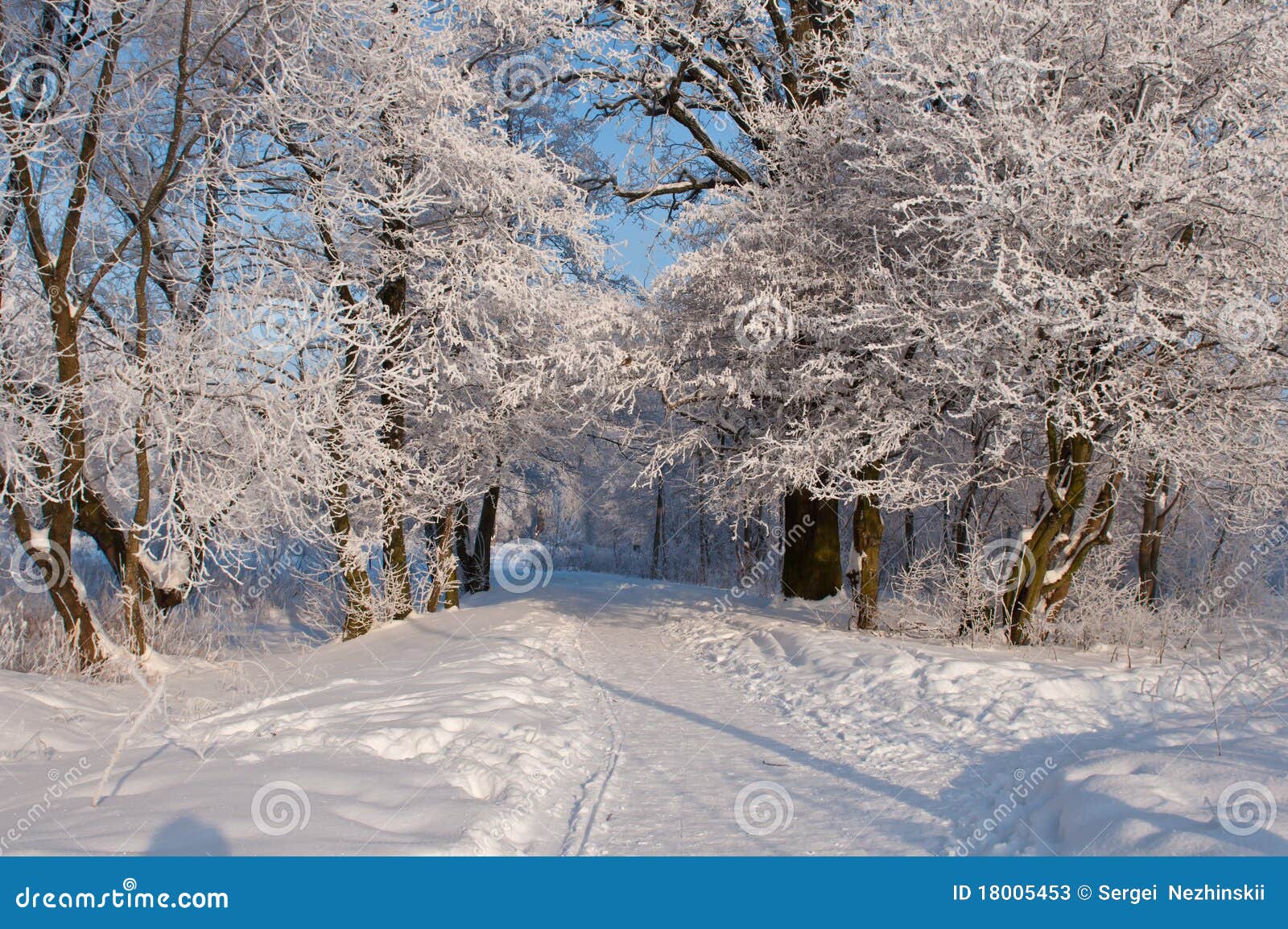 Cold winter day stock image. Image of nature, beautiful - 18005453