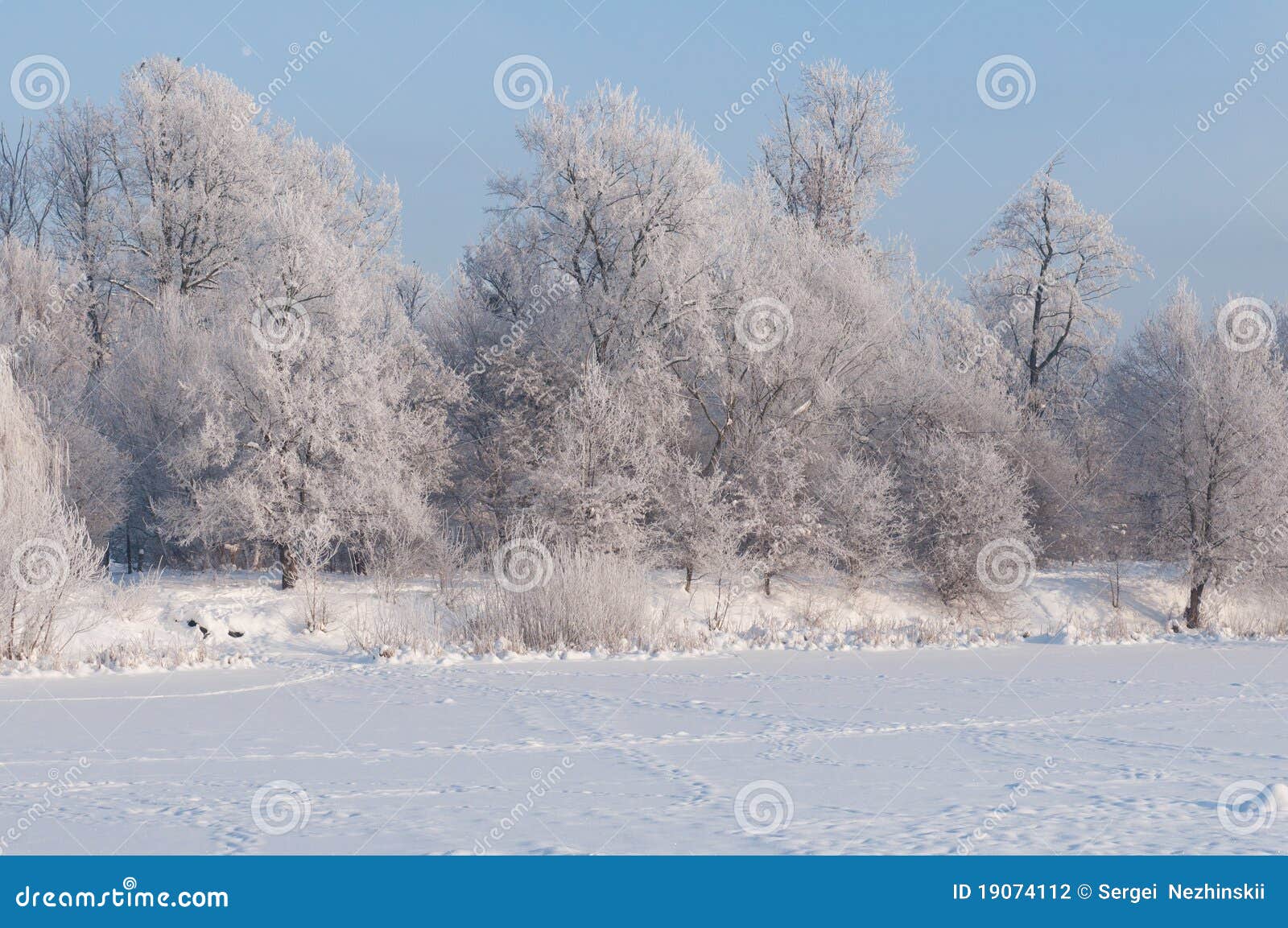 Cold winter day stock photo. Image of environment, foliage - 19074112
