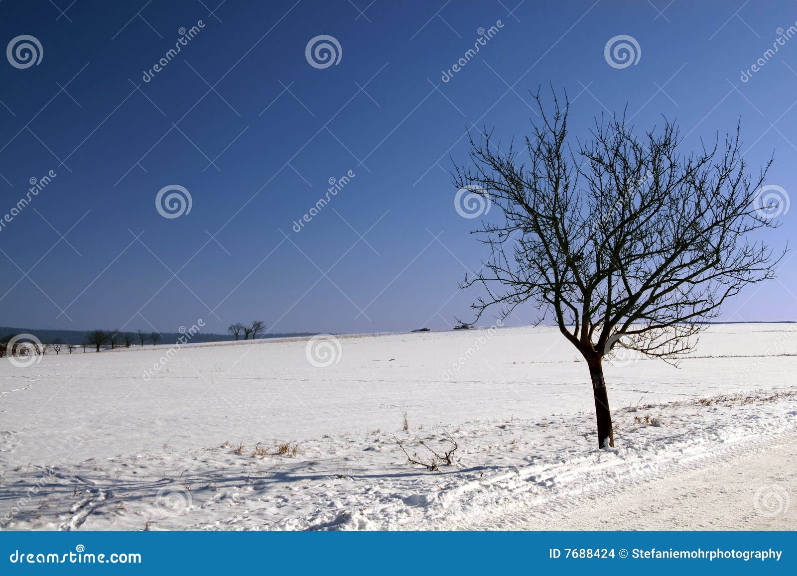 Cold winter day stock photo. Image of christmas, nature - 7688424