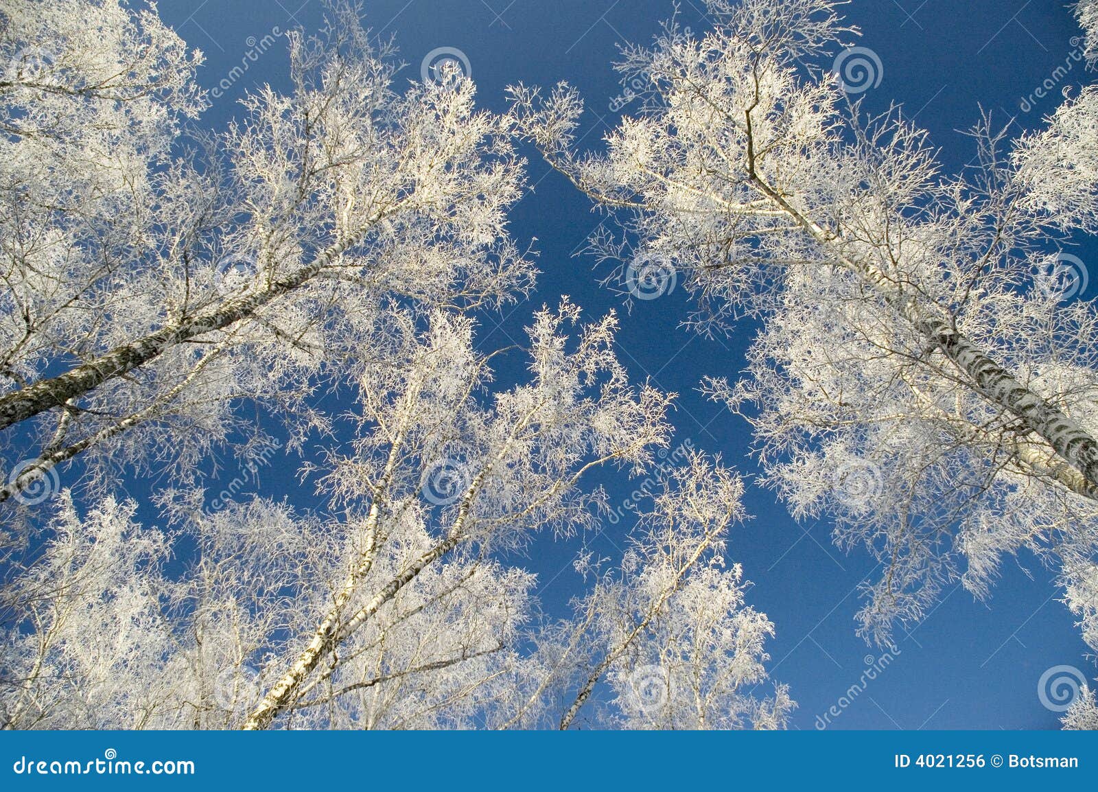 Cold Winter Day, Rime on Trees. Stock Photo - Image of nature, bright ...
