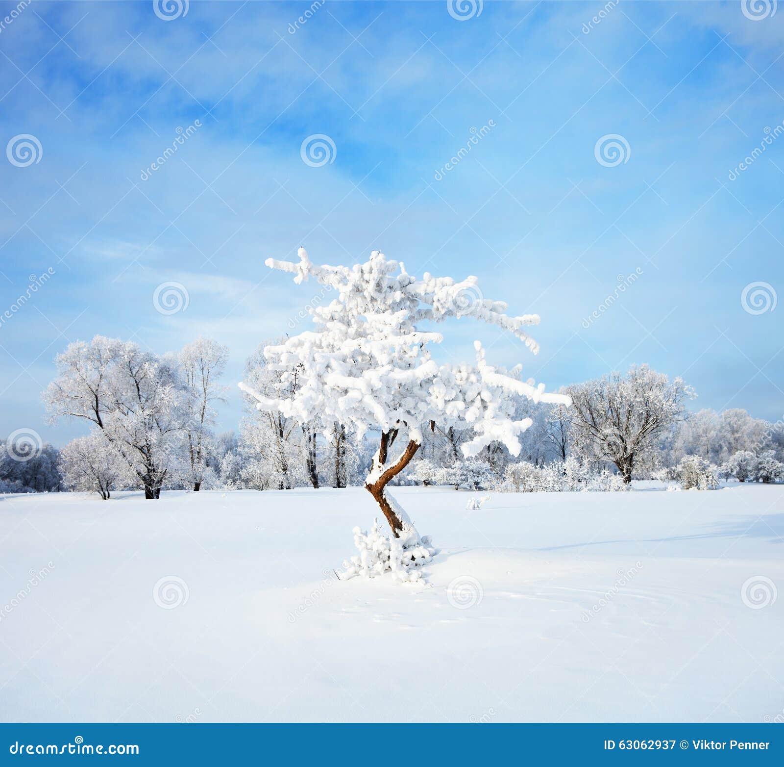 Cold winter evening stock image. Image of rural, snow - 63062937