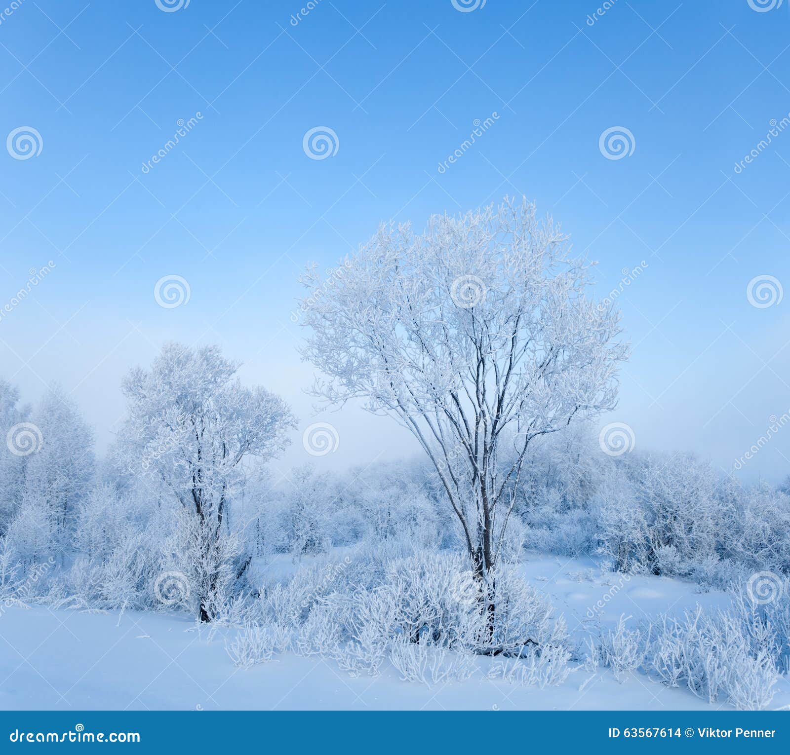 Cold winter evening stock photo. Image of nature, forest - 63567614