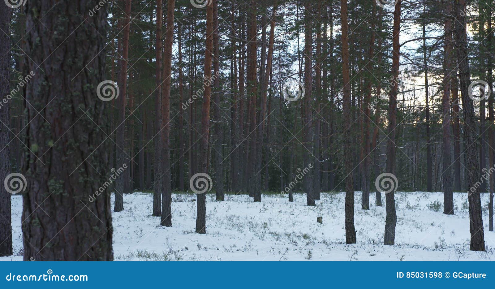 Cold Winter Evening in Pine Forest Stock Photo - Image of green ...