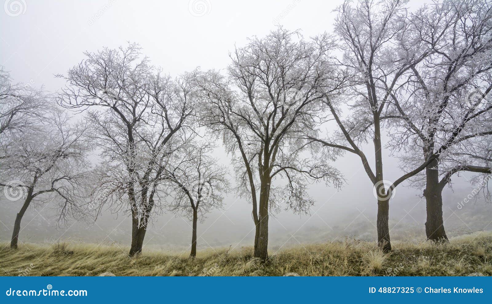 Cold Winter Fog with a Row of Trees Stock Image - Image of trees ...