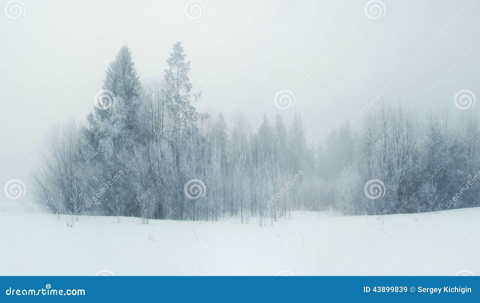 Cold Winter Forest Landscape Snowy Stock Image - Image of road, light ...
