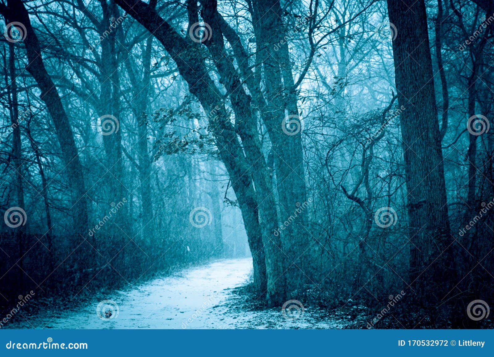 Cold Winter Forest with Snow and Path through Trees. Stock Photo ...