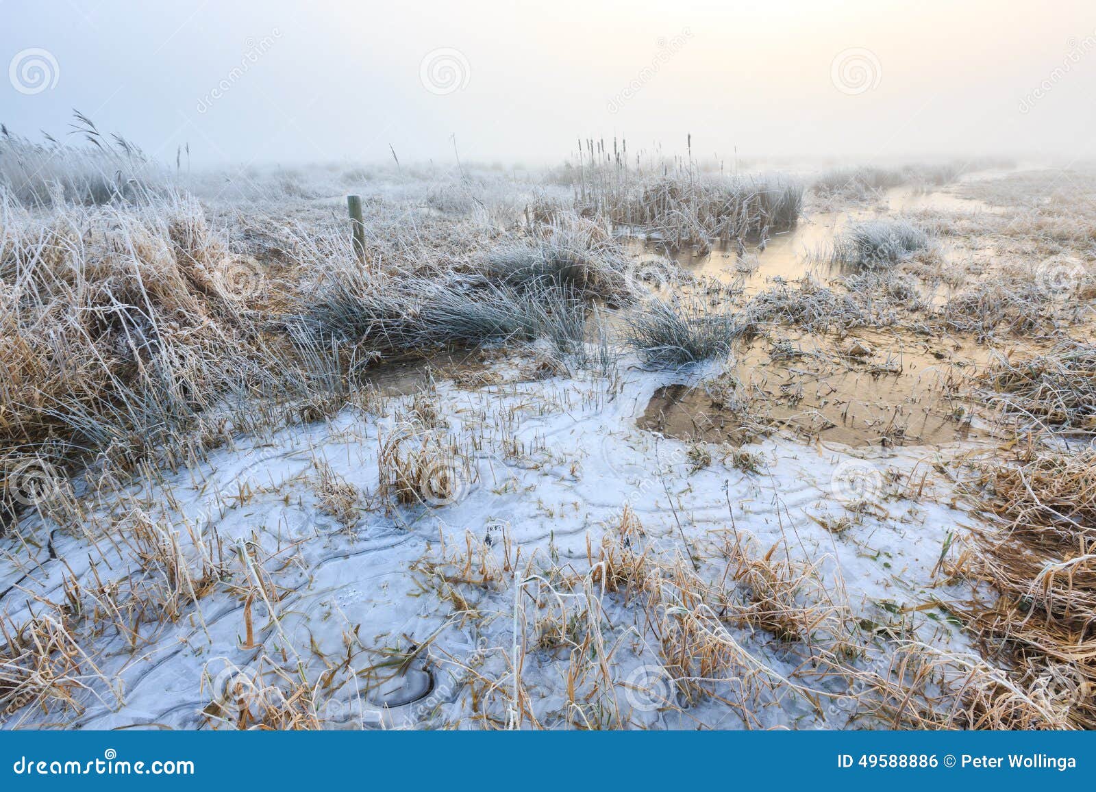 Cold Winter Landscape of Wetlands with Mist Stock Photo - Image of ...