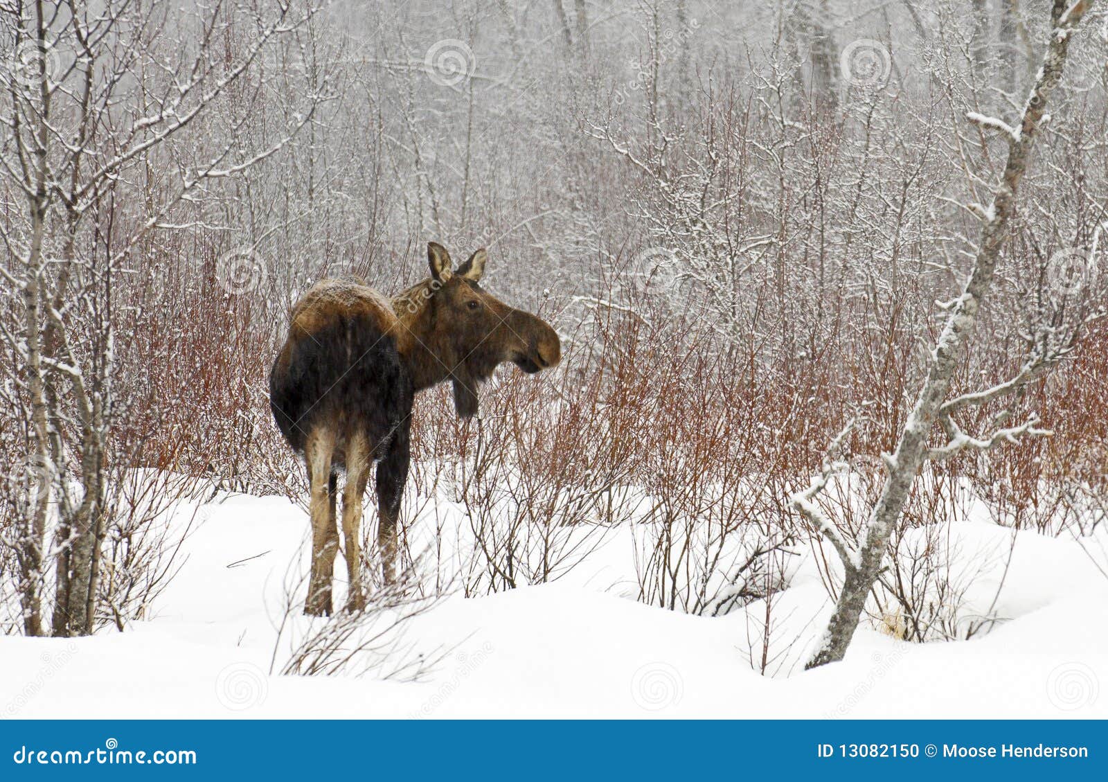 Cold Winter for Moose stock photo. Image of cervid, moose - 13082150