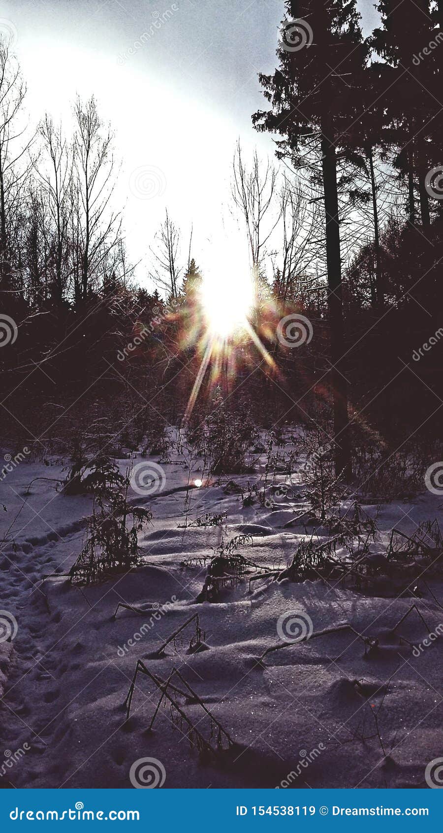 Cold Winter Morning at the Forest Stock Image - Image of morning ...