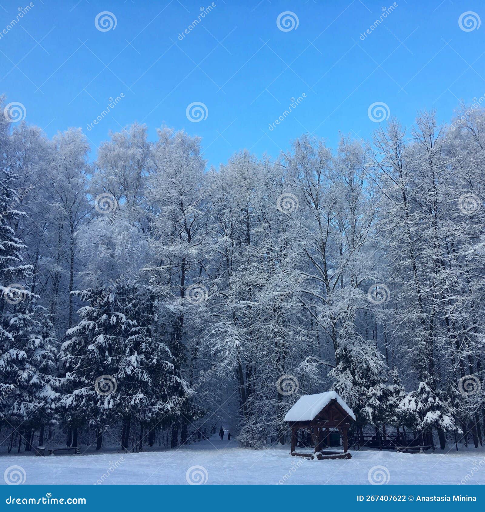 Cold Winter Morning in the Forest Stock Photo - Image of processed ...