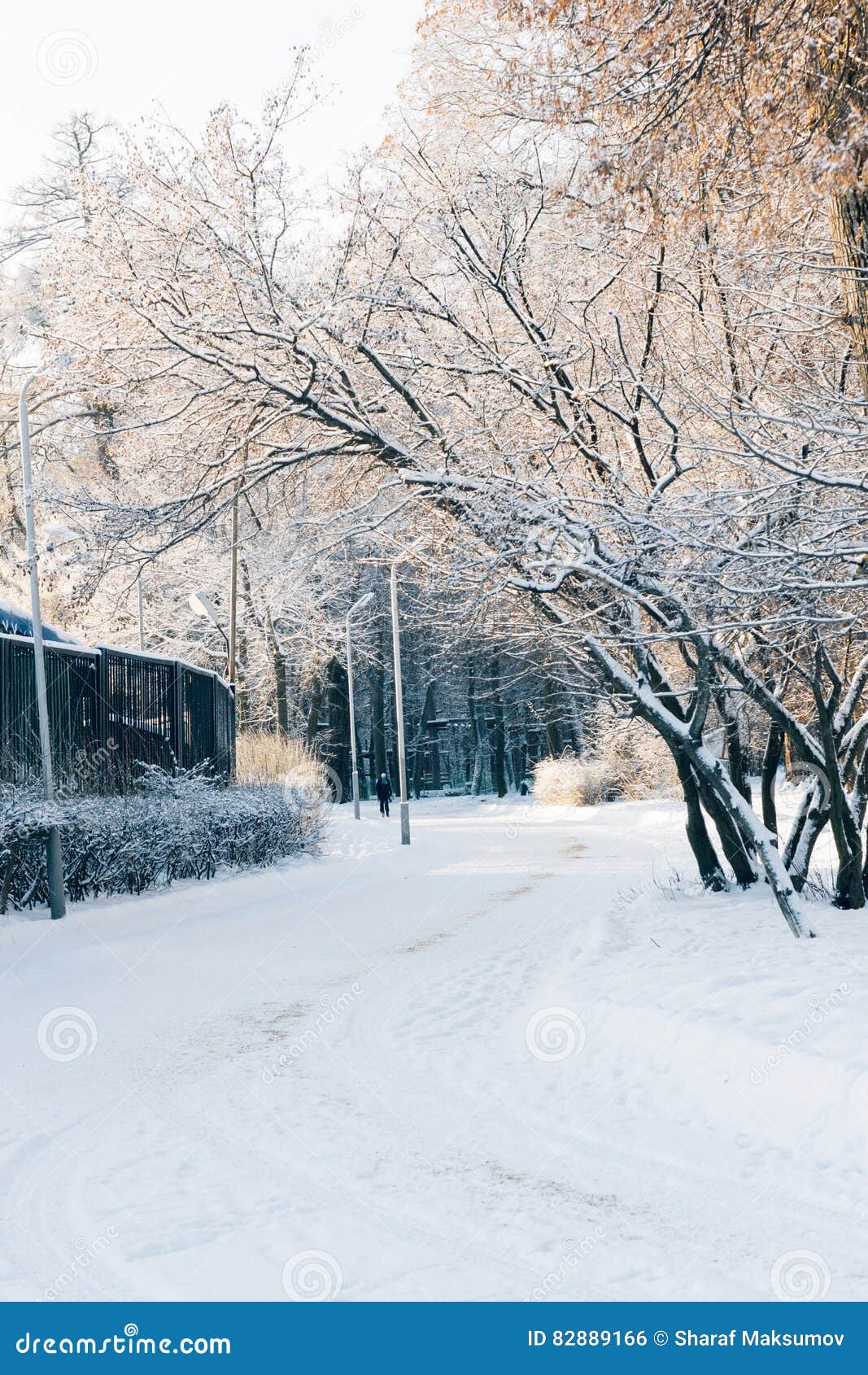 Cold Winter Morning in Snowy Park. Stock Photo - Image of light ...