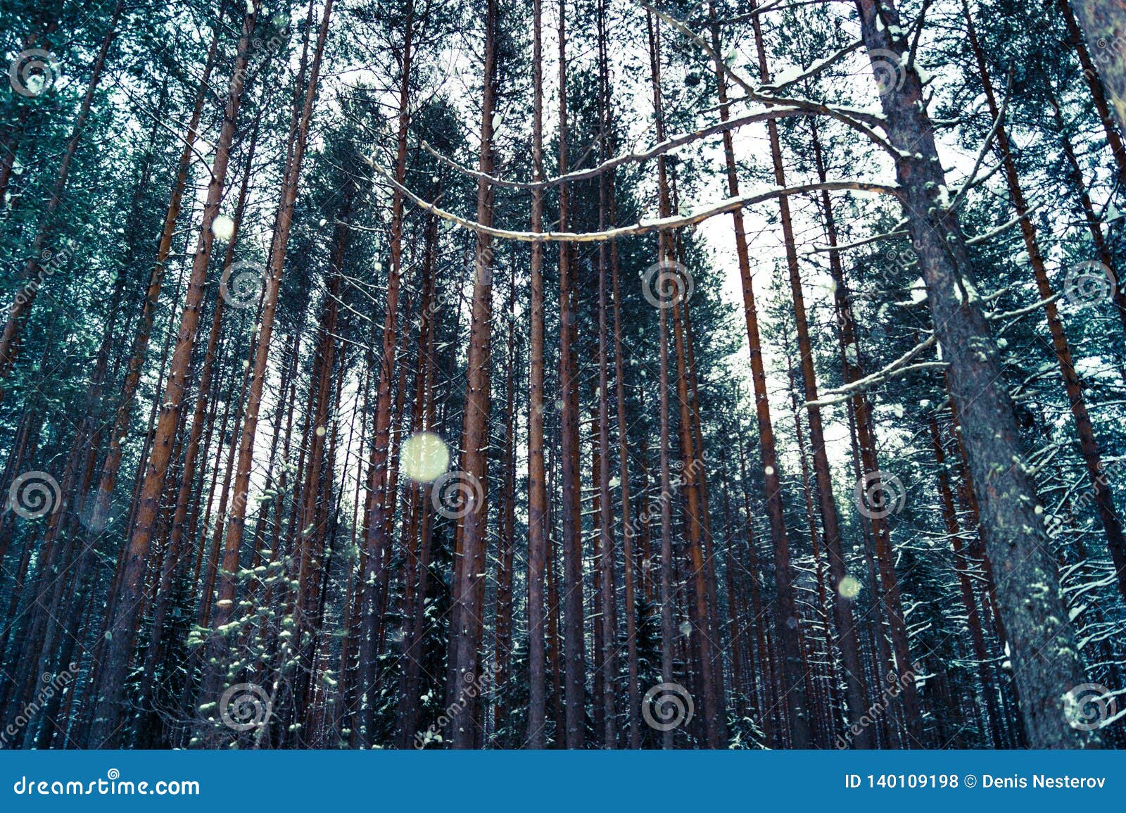 Russian Pine Forest Stock Images - Download 6,511 Royalty Free Photos