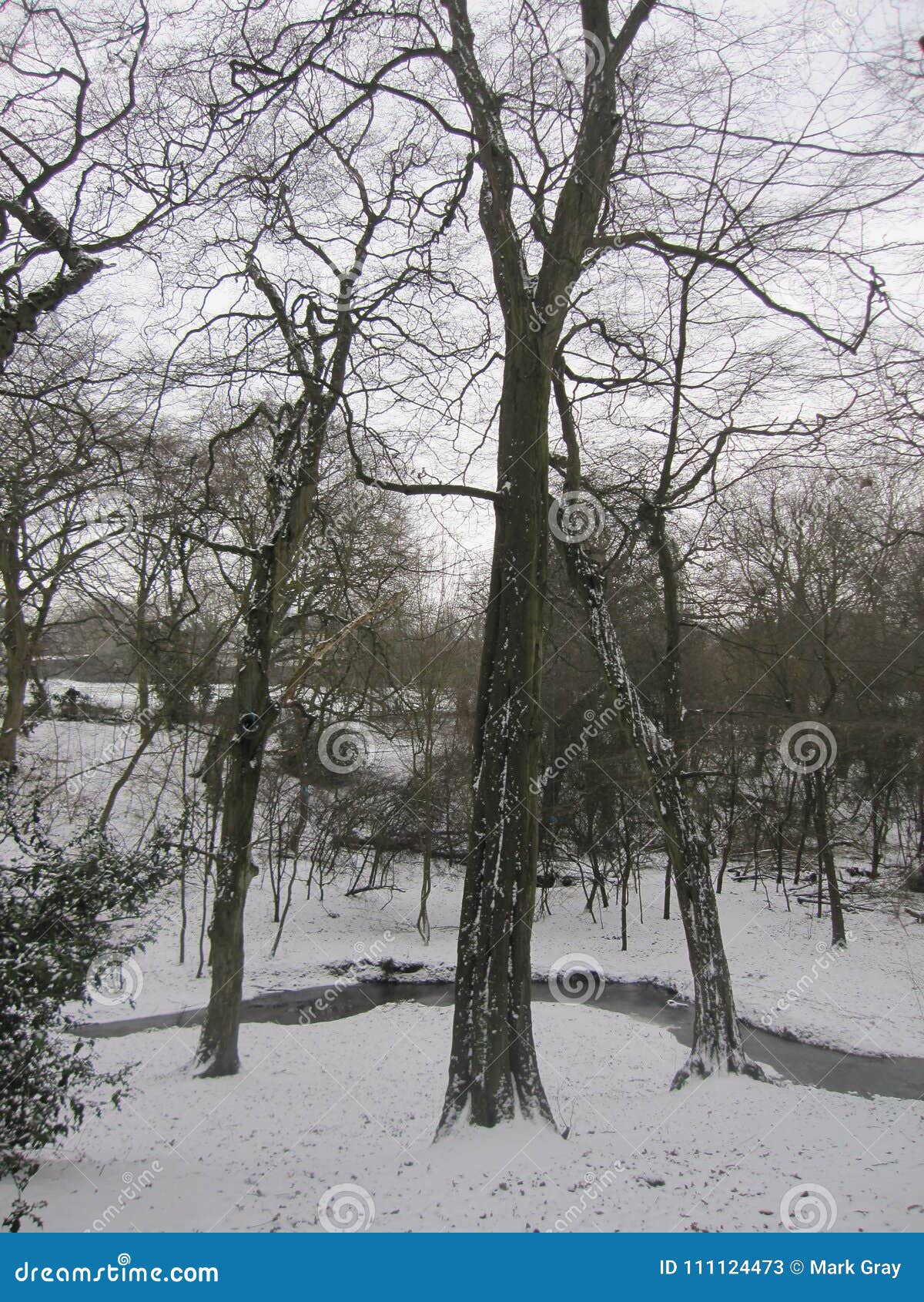 A Cold Winter Scene stock image. Image of trees, river - 111124473