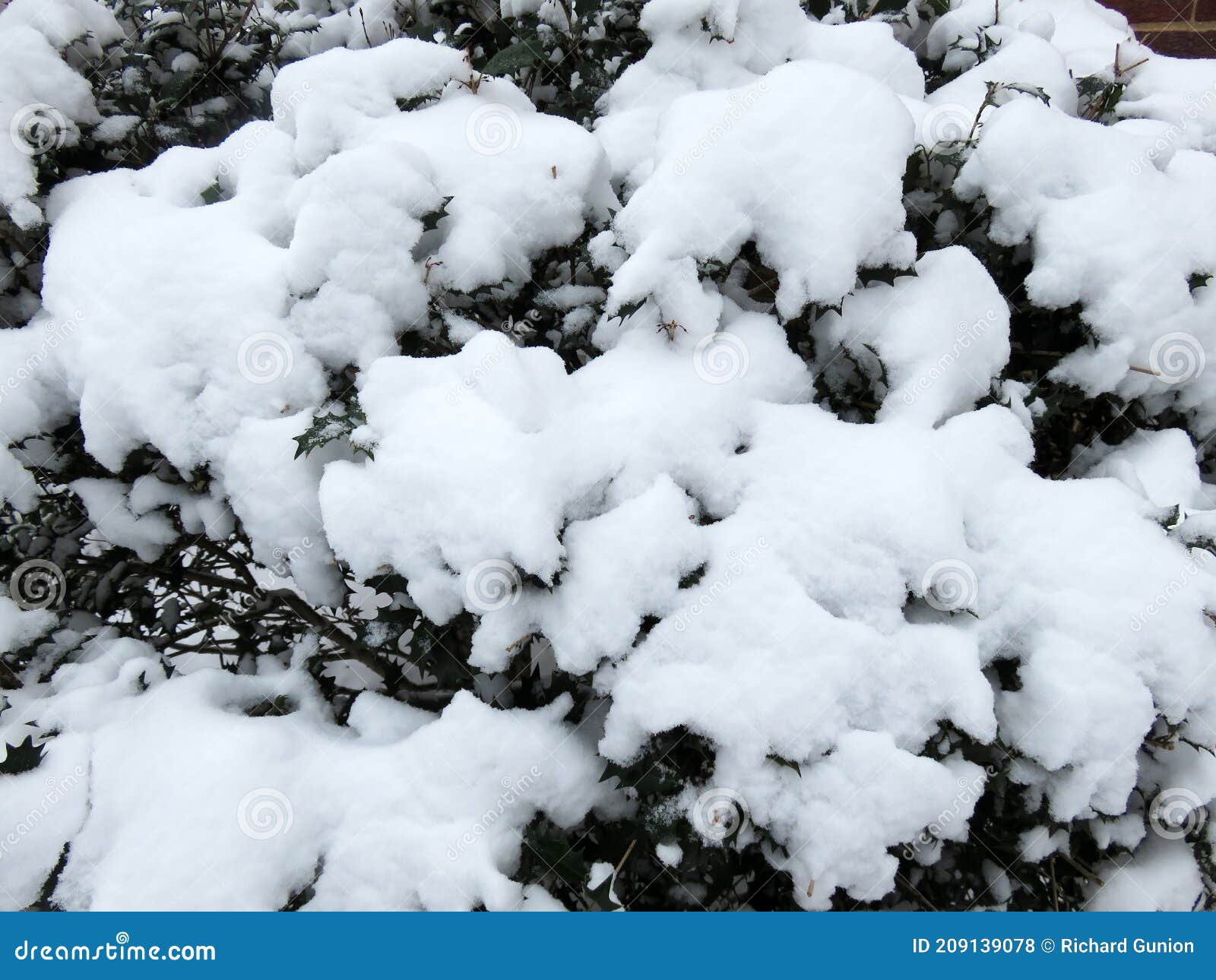 Cold Winter Snow on a Bush stock photo. Image of snow - 209139078