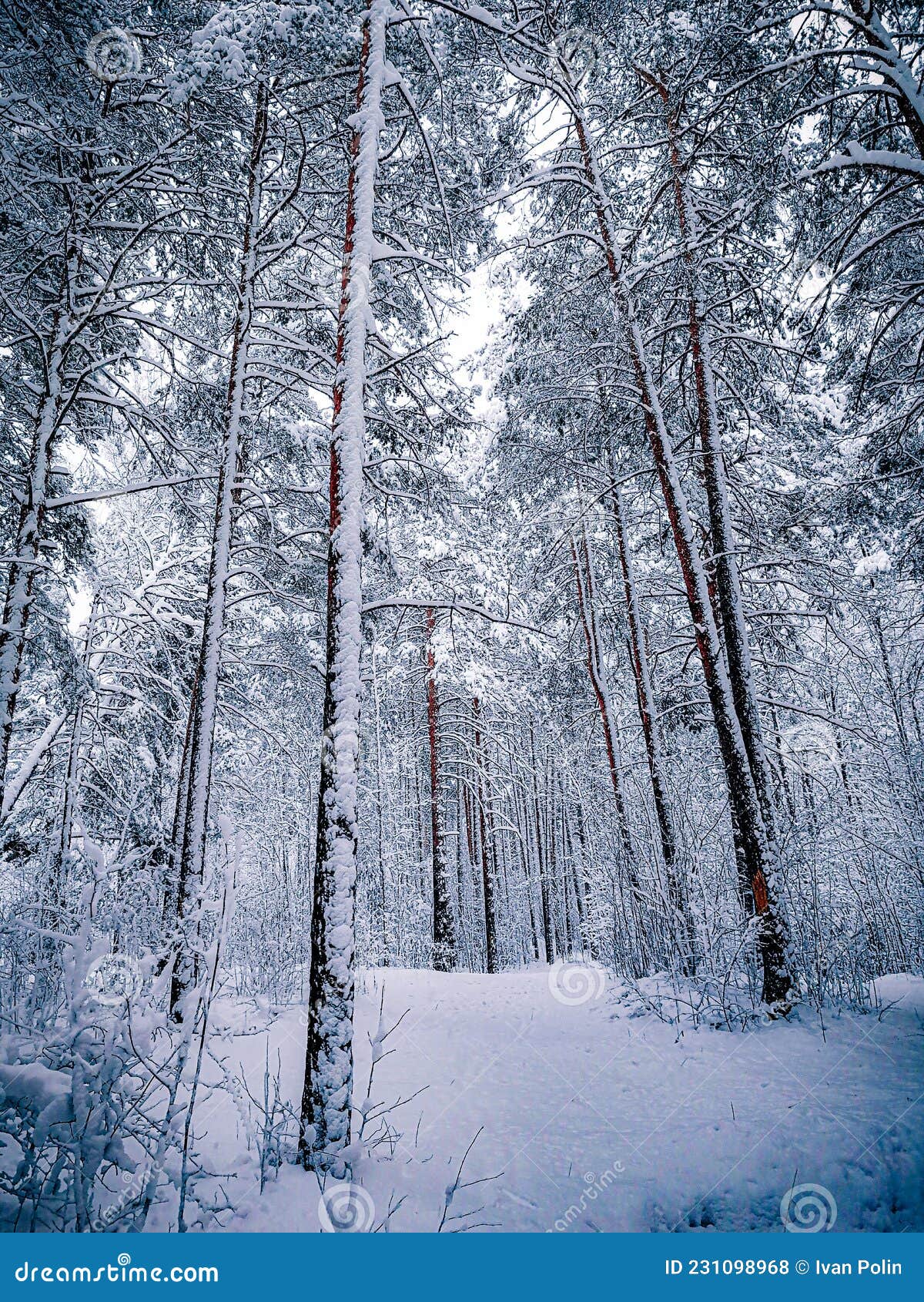 Cold Winter, Trees in the Forest Stock Photo - Image of trees, wood ...
