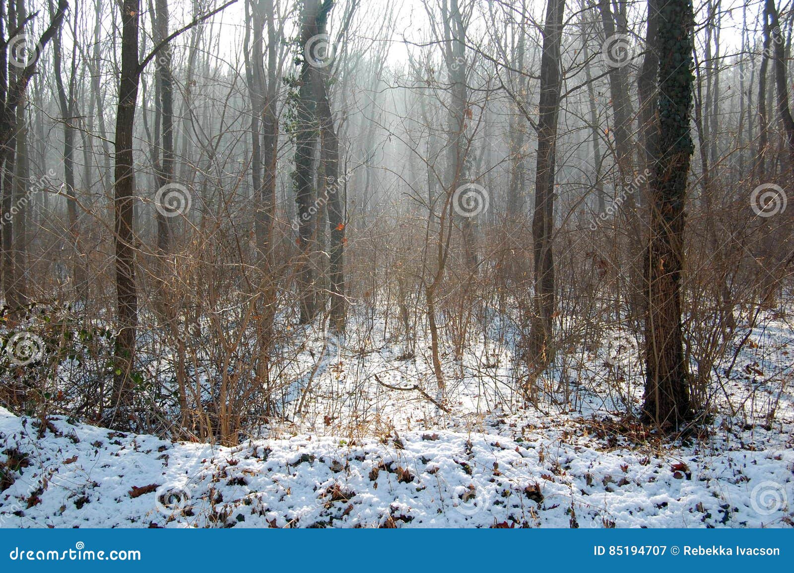 Cold winter in the woods stock image. Image of snow, tourism - 85194707