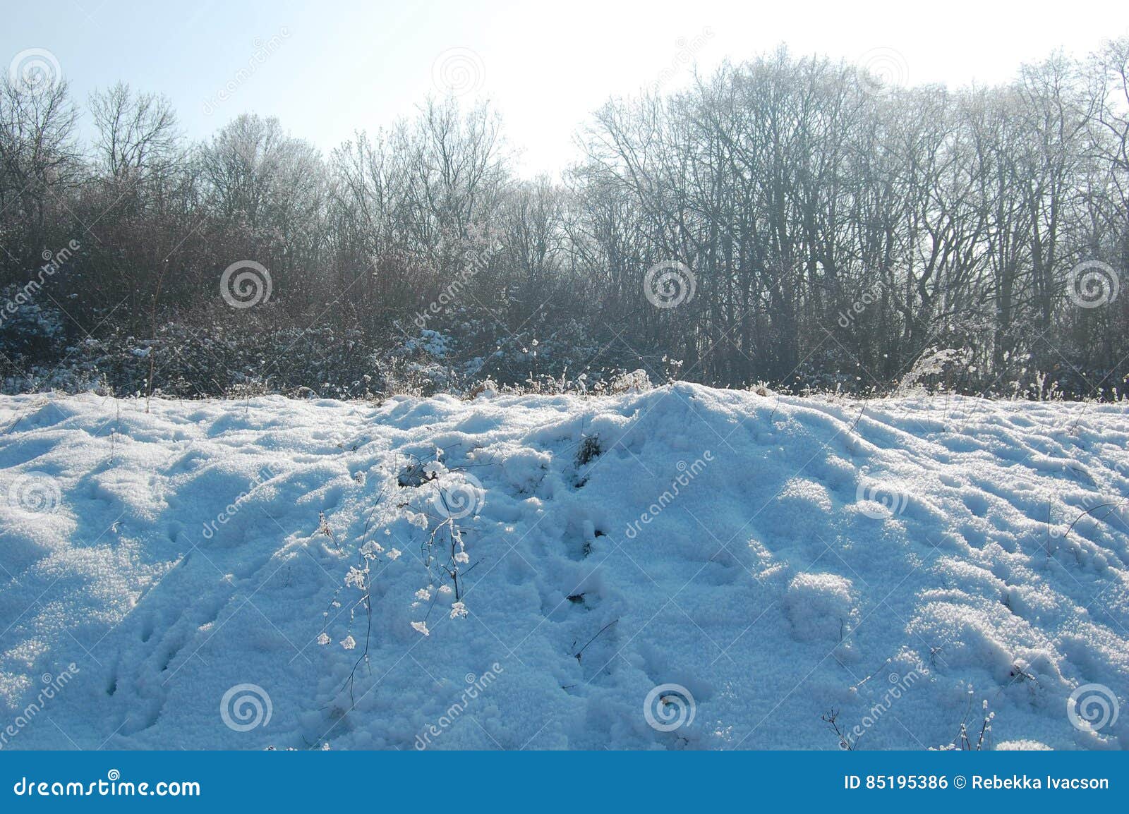Cold winter in the woods stock photo. Image of outdoors - 85195386