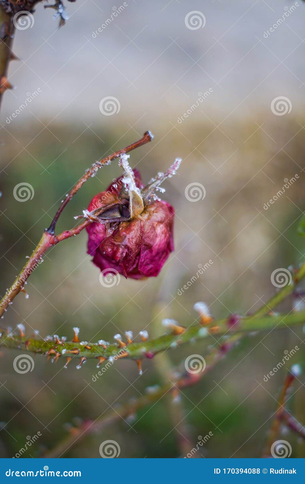 Cold withered rose stock photo. Image of cute, cold - 170394088