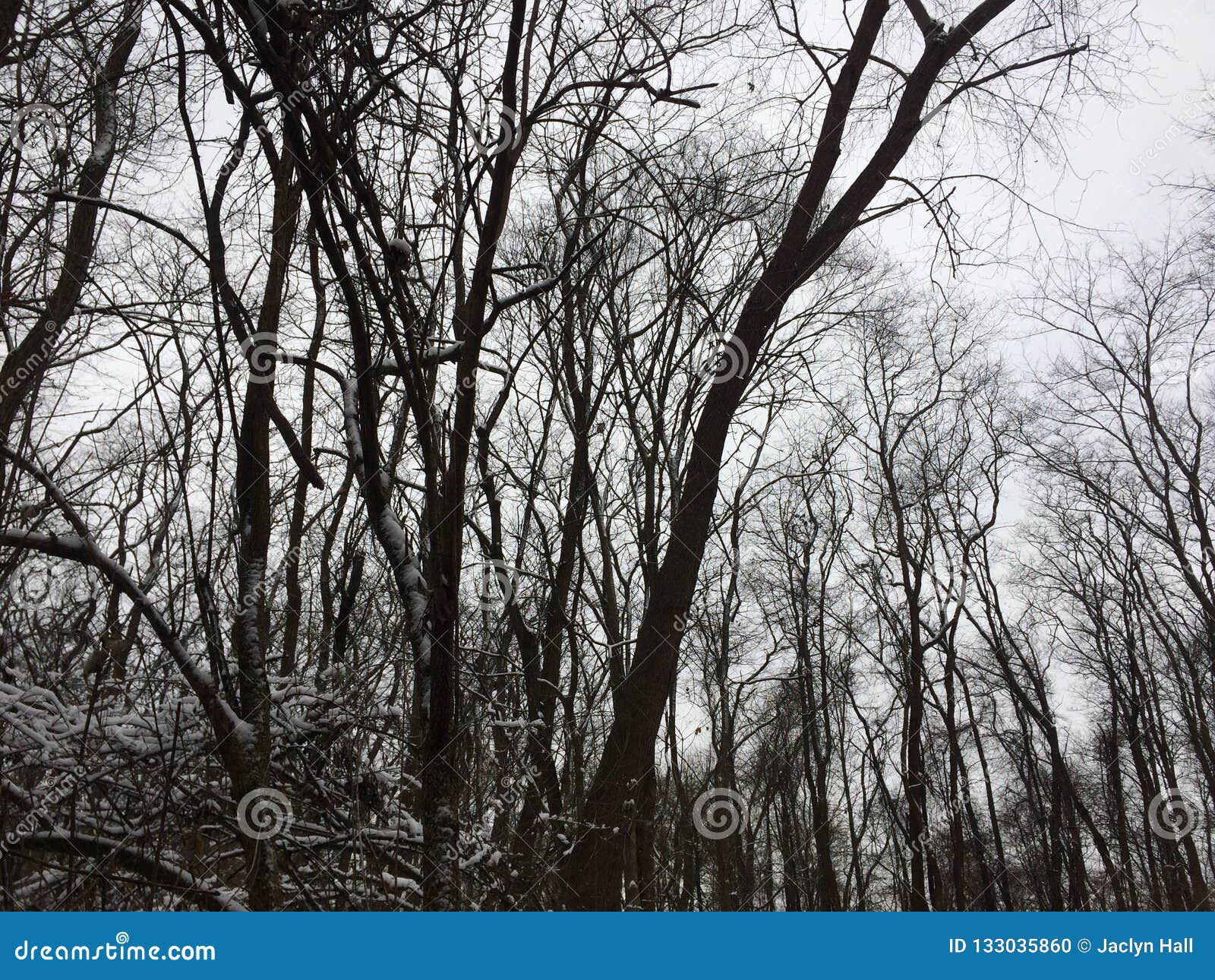 Cold woods stock photo. Image of trees, woods, cold - 133035860