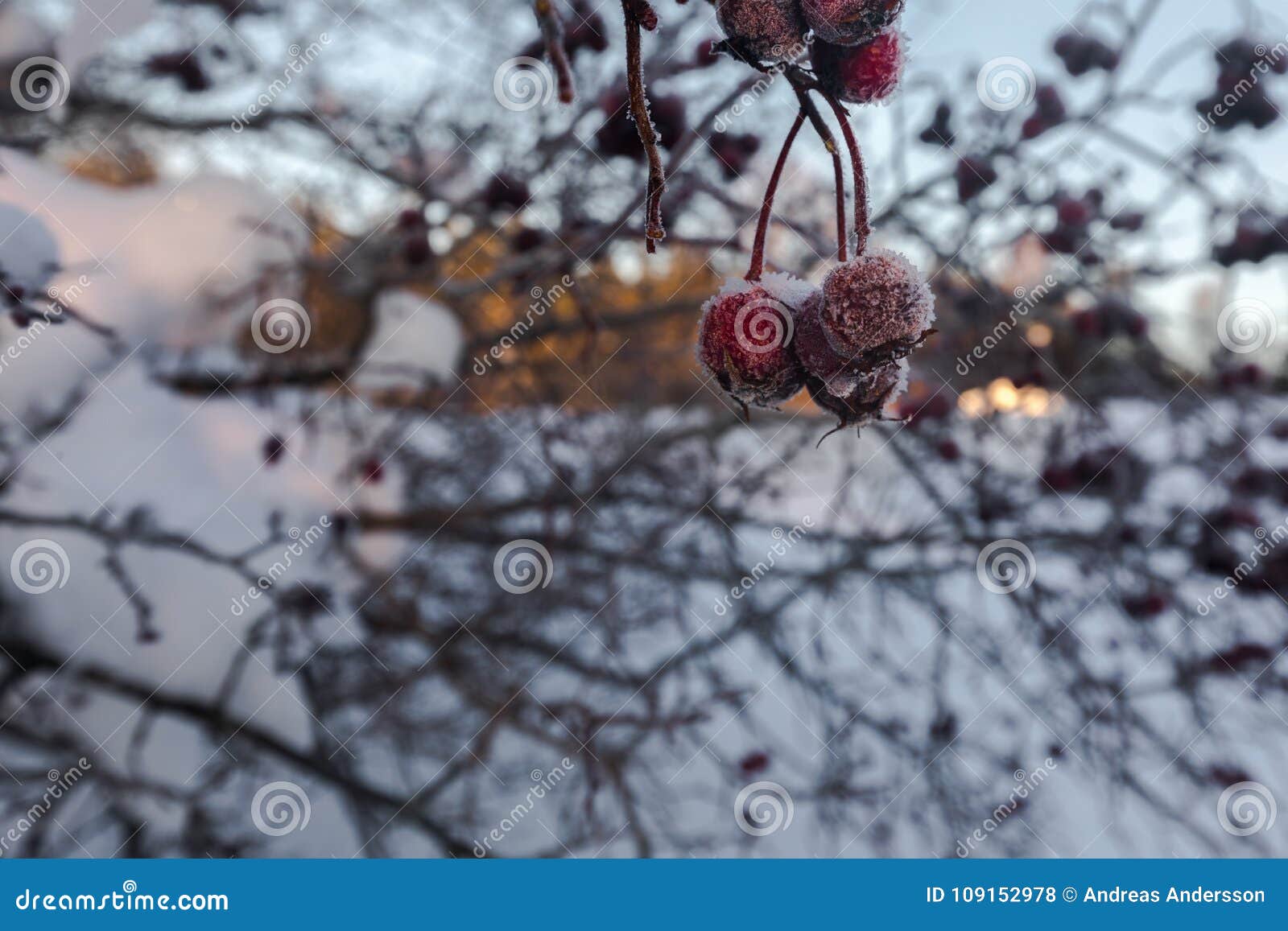 Frozen Berrys during Winter Stock Photo - Image of branch, coldplay ...