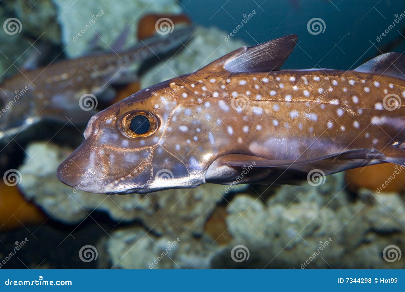 Coldwater Sea fish stock photo. Image of underwater, creature - 7344298