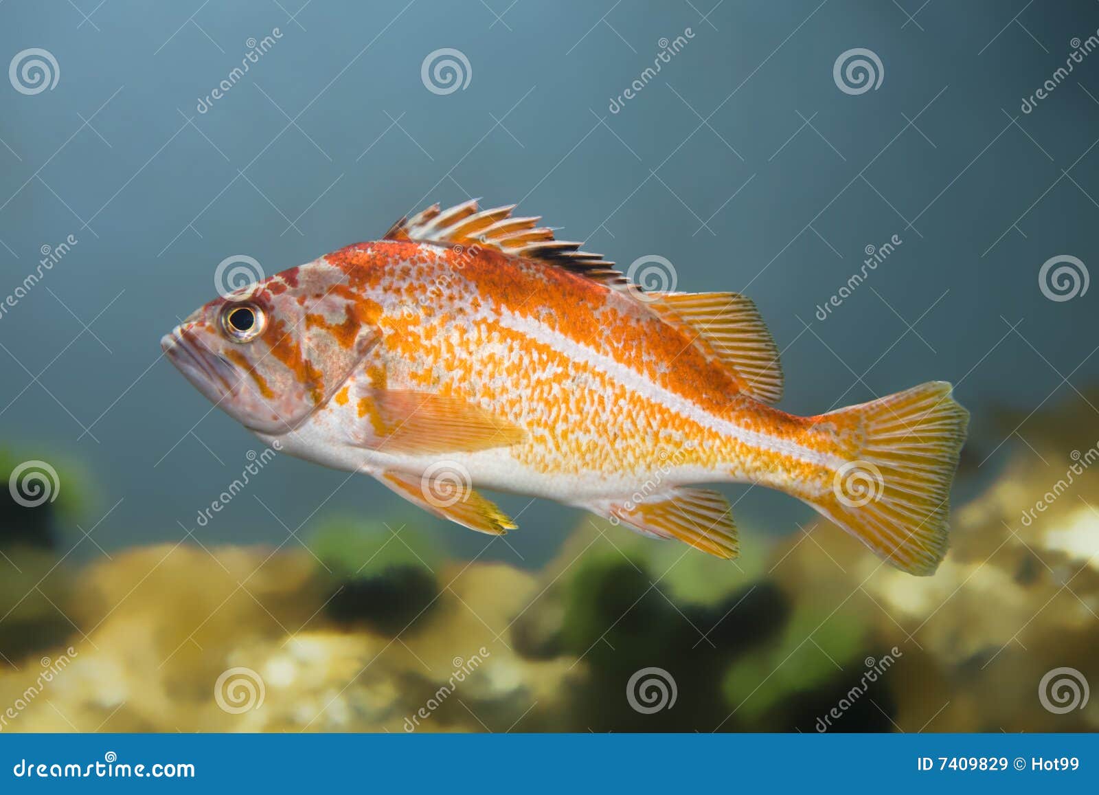 Coldwater Sea fish stock image. Image of animals, saltwater - 7409829