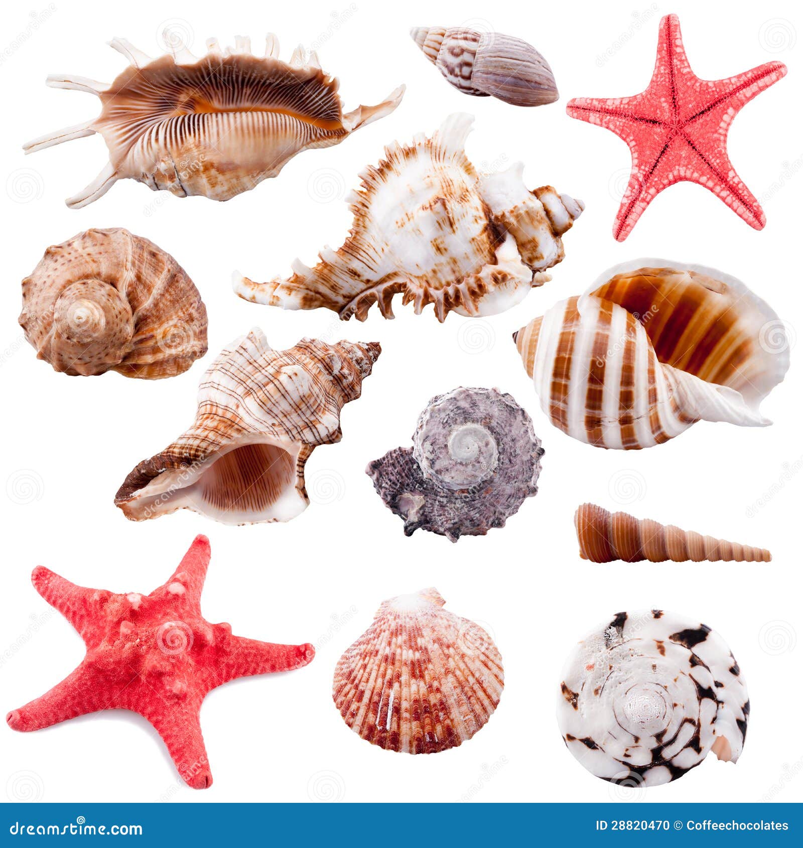 Coleção de Shell, isolada foto de stock. Imagem de conceitos - 28820470