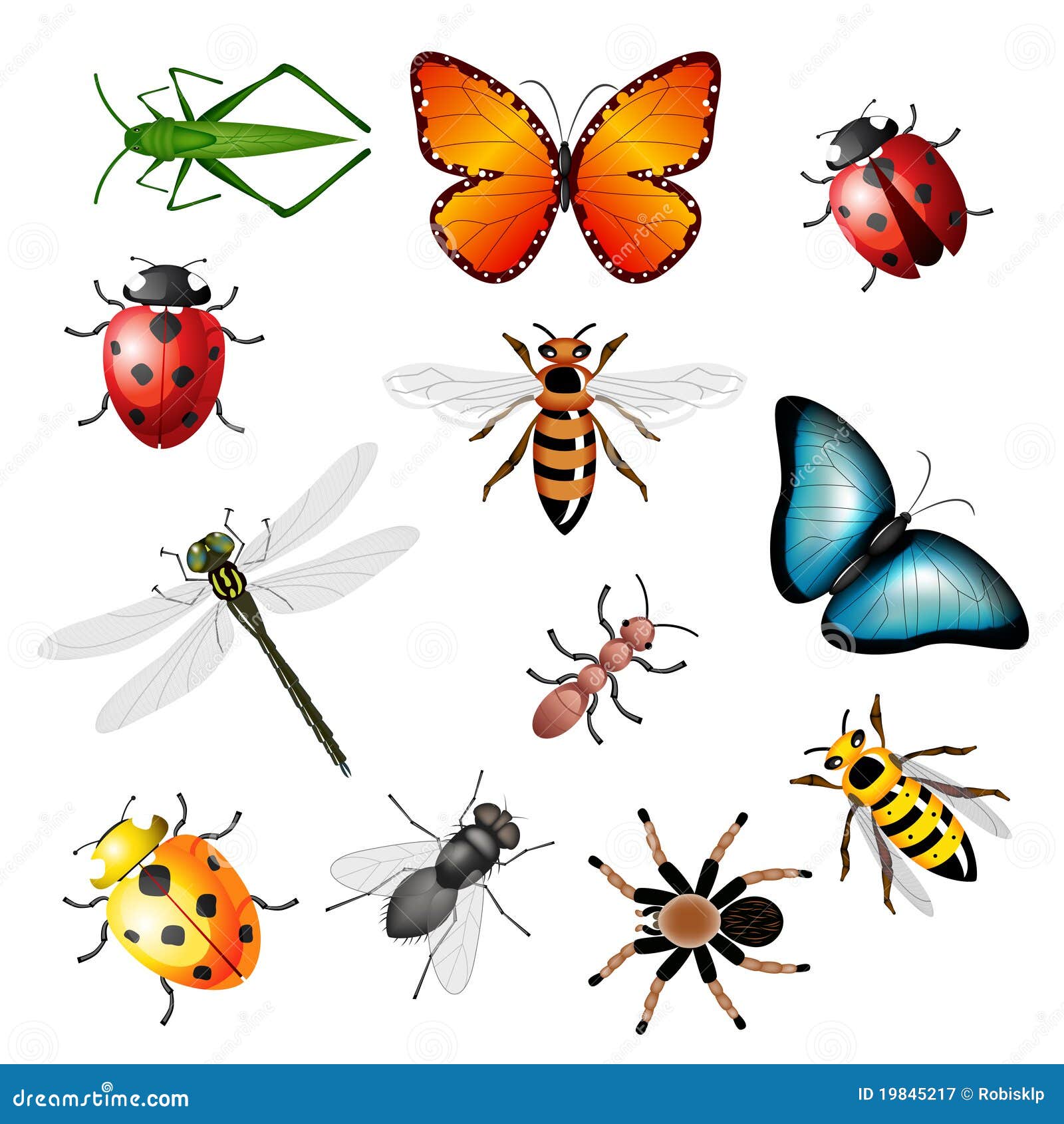 Coleção Dos Insetos 2 Fotografia de Stock Royalty Free - Imagem: 19845217