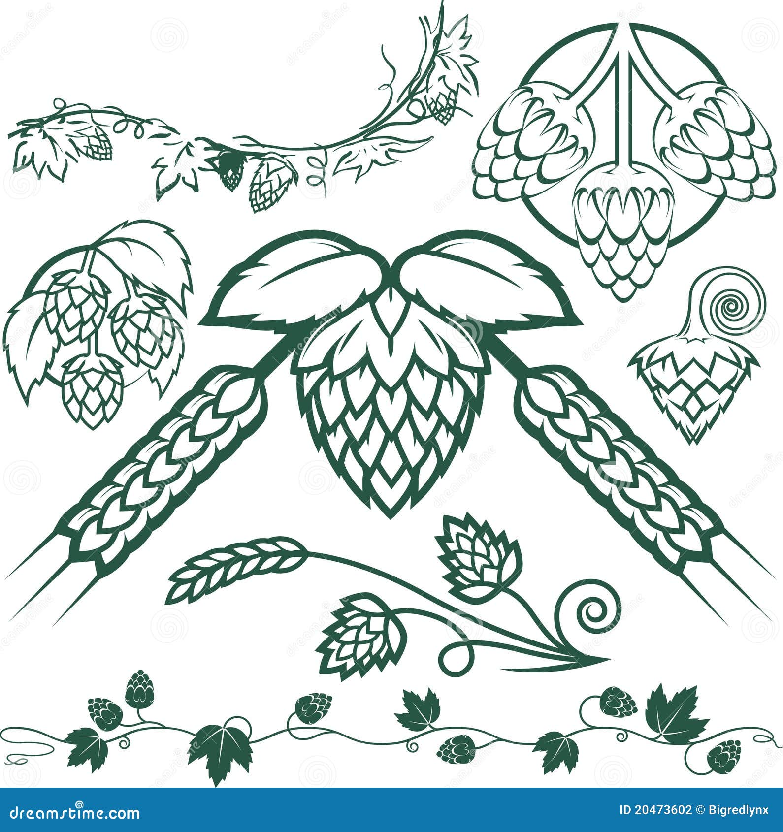 Coleção dos lúpulos ilustração do vetor. Ilustração de videira - 20473602