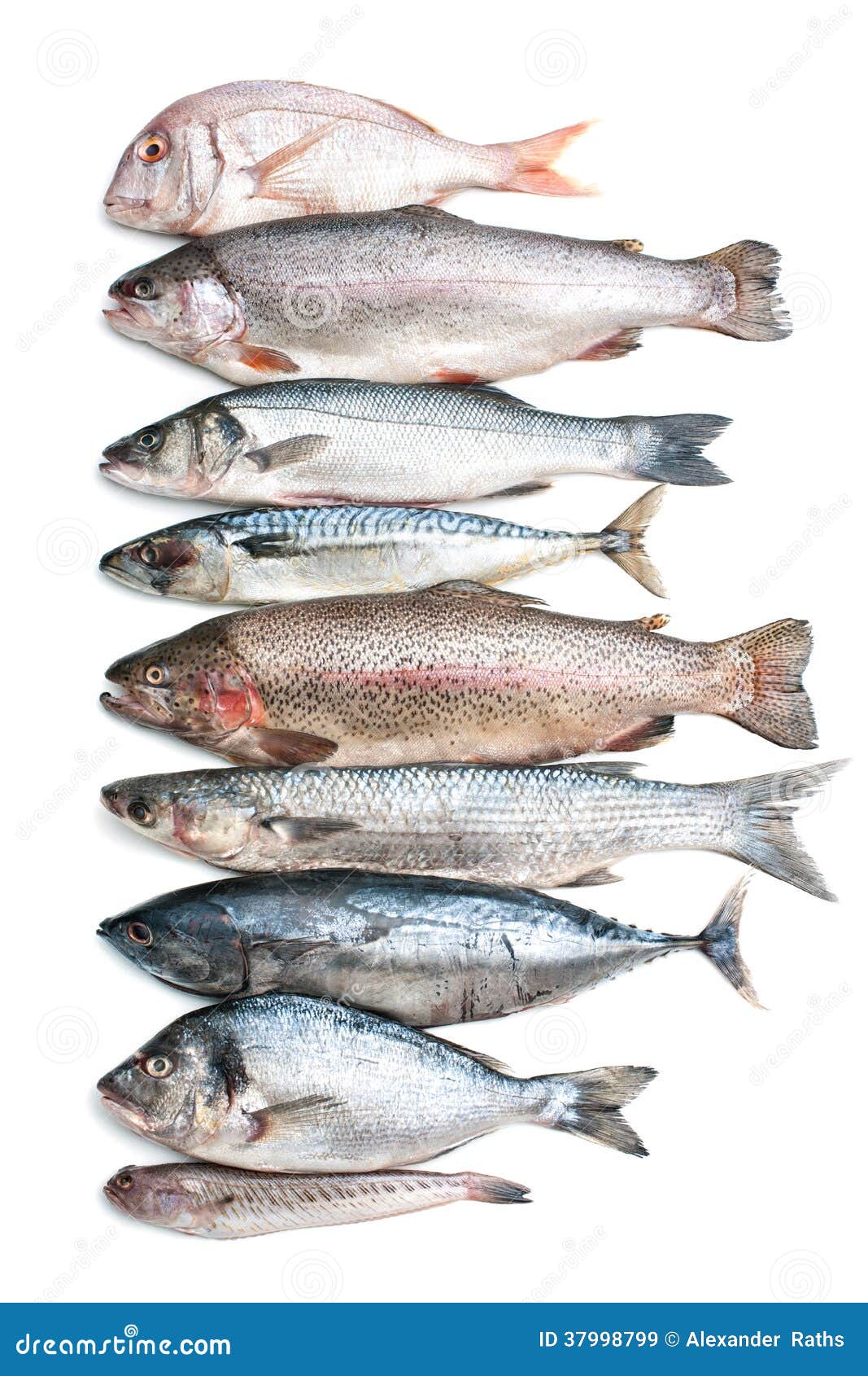 Coleção dos peixes de mar imagem de stock. Imagem de dobrar - 37998799
