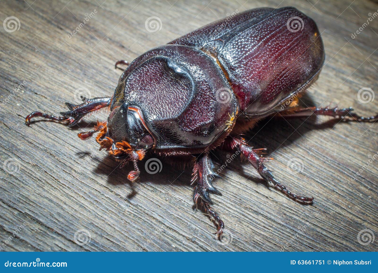 Coleópteros imagem de stock. Imagem de vista, animais - 63661751