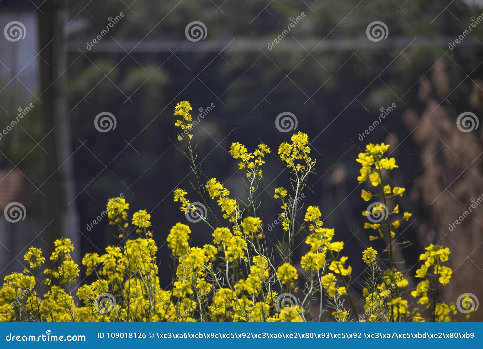 Cole flower stock photo. Image of blue, cole, yellow - 109018126