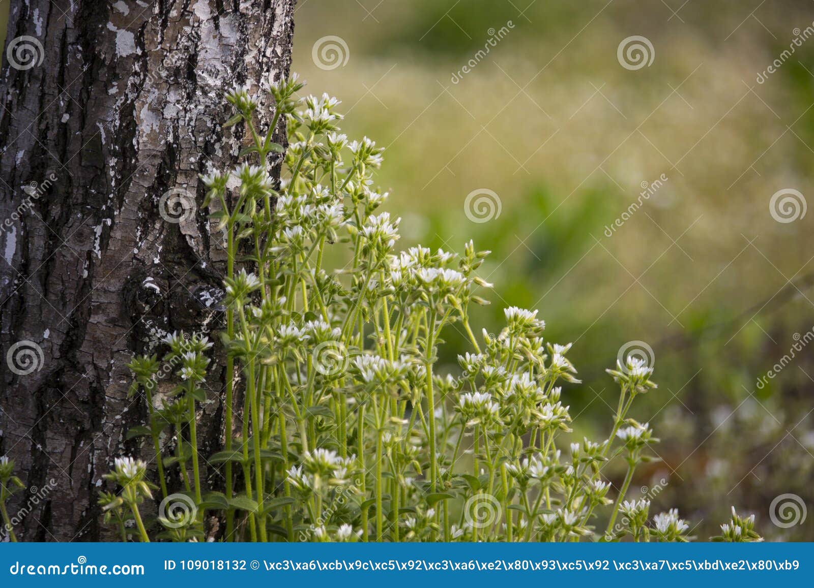 Cole flower stock photo. Image of flower, vegetation - 109018132