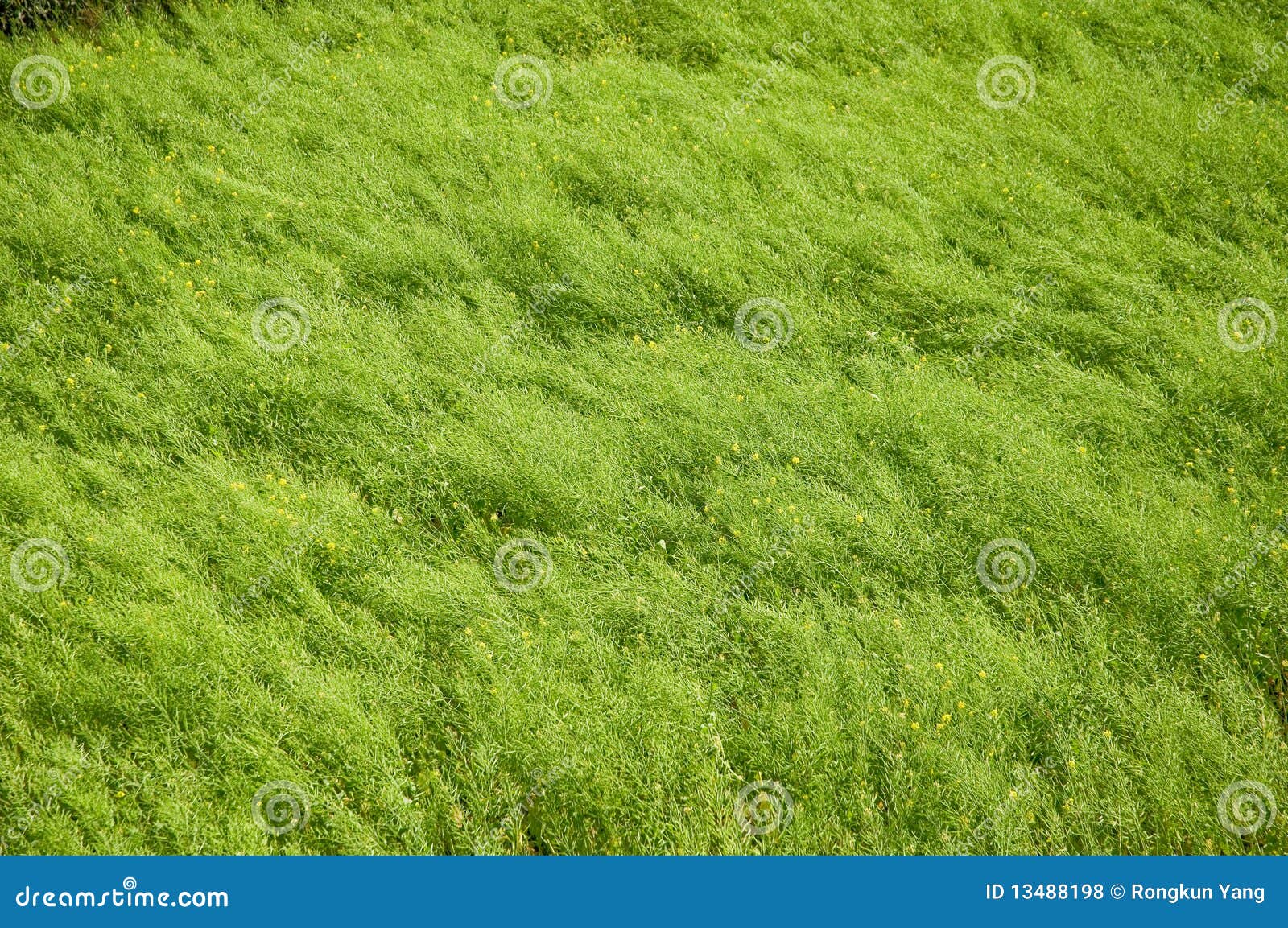 Cole flower stock photo. Image of agricluture, club, abloom - 13488198