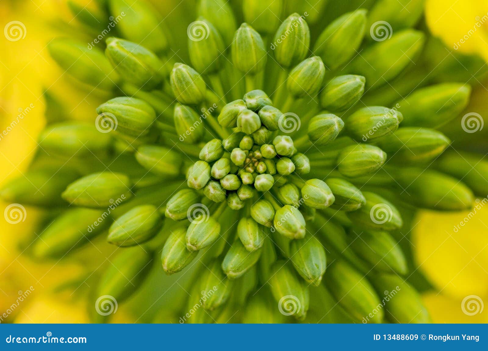 Cole flower stock image. Image of sunflower, spring, outdoor - 13488609